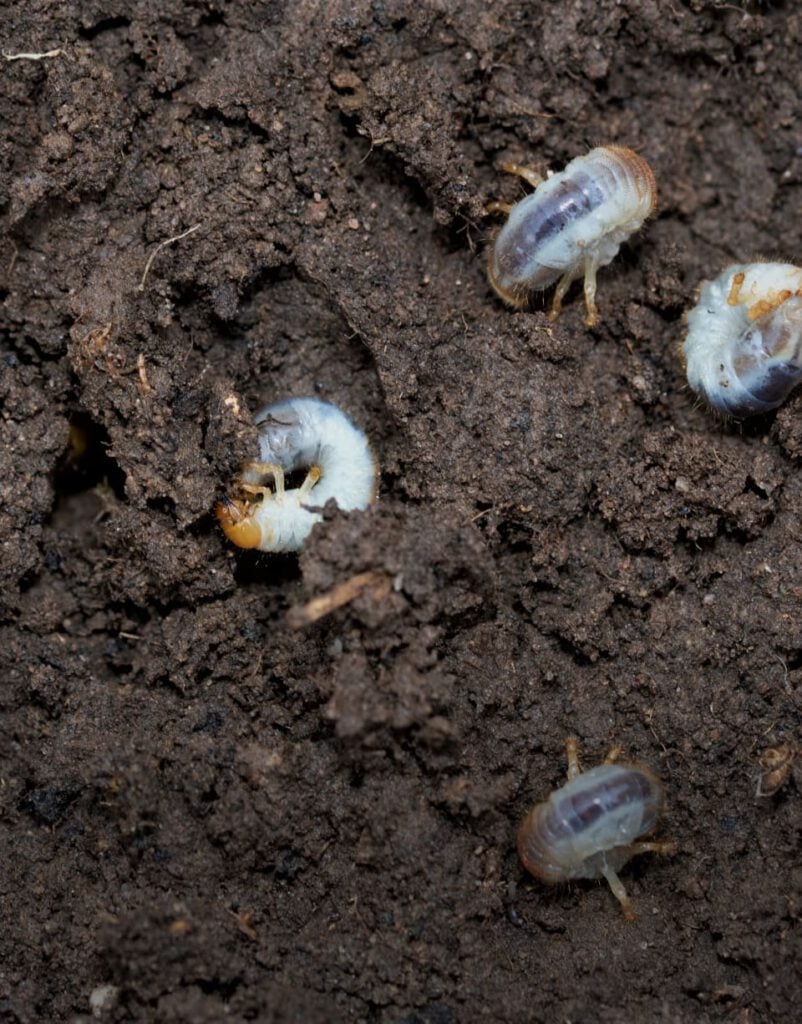 Product Categories - United Turf Alliance